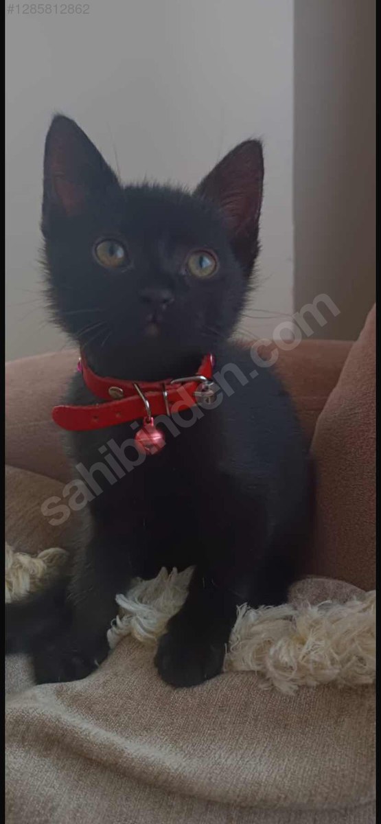 Kedi / Tekir / Boncuk gözlü bir BONCUK sahibinden.comda - 1285812862