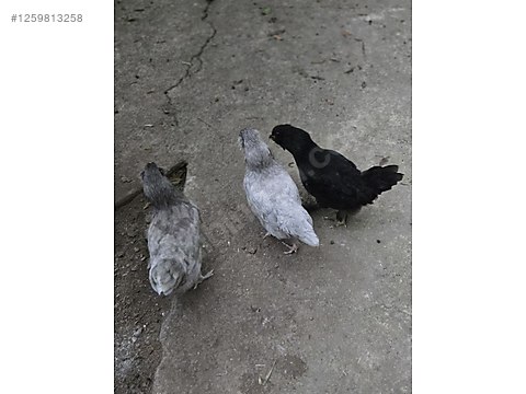 Tavuk / 3 Adet Mavici Ameraucano Ferik sahibinden.comda - 1259813258