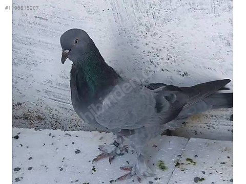 Güvercin / dumanli erkekli disili sahibinden.comda - 1190815207