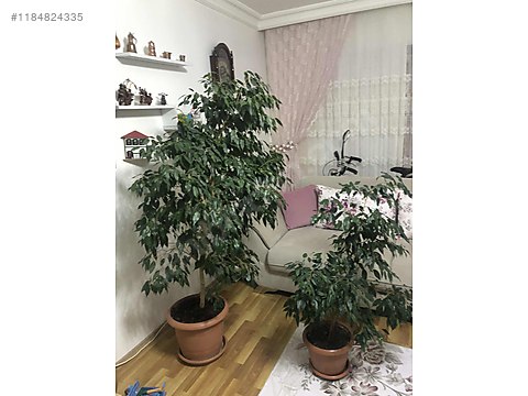 Sefrole cicegi sahibinden.comda - 1184824335