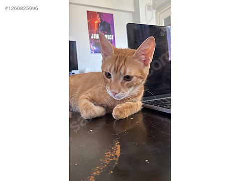 Kedi / Sarman / Sarman Full aşılı Kısır Erkek Kedi sahibinden.comda ...