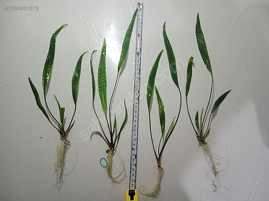 dev Amazon bitkisi orta boylar sahibinden.comda - 1283831313