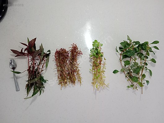 dev Amazon bitkisi orta boylar sahibinden.comda - 1283831313