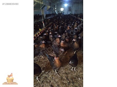Tavuk / AŞI GARANTİLİ ATAKS LOHMAN BROWN TİNTED CORAL LİGORİN YARKALAR ...