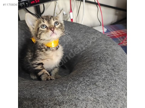 Kedi / Bengal / ROMEO YUVA ARIYOR ️️️ sahibinden.comda - 1170836765