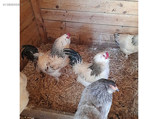 Tavuk / AMERAUCANA TAVUK sahibinden.comda - 1089836960