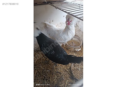 Tavuk / rahibe fizan 3 tavuk 1 horoz sahibinden.comda - 1217838010