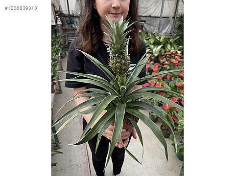 Ananas Bitkisi sahibinden.comda - 1236839313