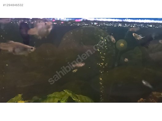 Canlı Doğuranlar / Lepistes / Japon Blue Delta Tail Lepistes sahibinden ...