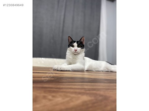 Kedi / Smokin / 1 yaşında kısır smokin erkek sahibinden.comda - 1230849649