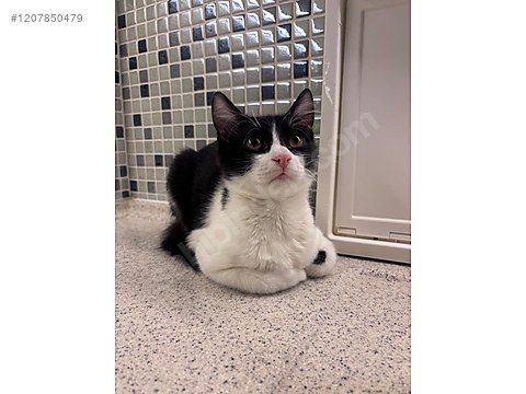 Kedi / Smokin / ücretsiz sahiplendirme sahibinden.comda - 1207850479