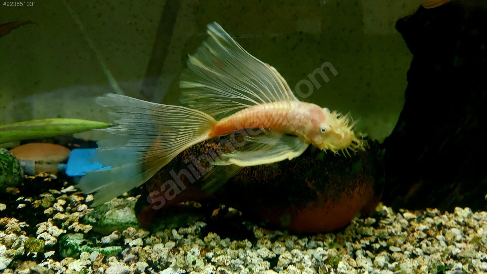 Vatoz & Kedi Balıkları / L144 Longfin / Tül kuyruk L144 longfing blue ...