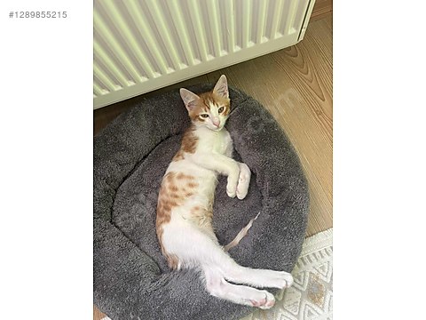 Kedi / Sarman / 4 aylık sarman erkek kedi sahibinden.comda - 1289855215