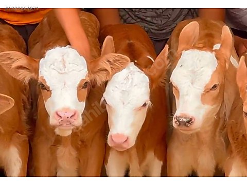 Boğa / 7 erkek 4 dışı süper Kastamonu buzağı sahibinden.comda - 1282864871