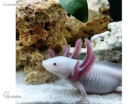 Toplu Satış / Axolot Meksika Semenderi 6 cm sahibinden.comda - 1284864968
