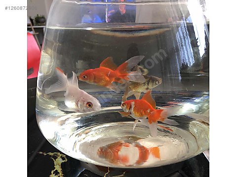 Japon Balıkları / Oranda / PAŞABAHÇE RODAJLI BÜYÜK FANUS VE 4 ADET ...