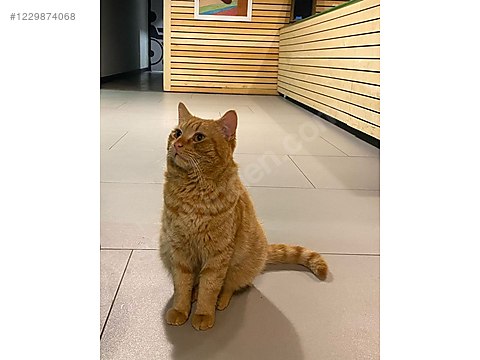 Kedi / Sarman / Kucak kedisi yuva arıyor sahibinden.comda - 1229874068