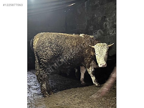 Boğa / 10 adet 1 sınıf Akalite tosun hepsi damızlık sahibinden.comda ...