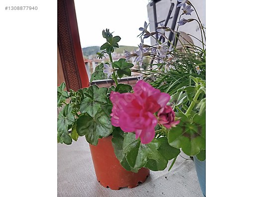 Özel tür Mauve Betty mor sakız sardunya çiçek sahibinden.comda - 1308877940