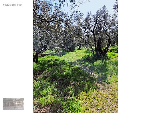 ERDEK PRESTİJDEN NARLI RIZA MEVKİİ DENİZE 100M ZEYTİNLİK - Satılık Arsa ...