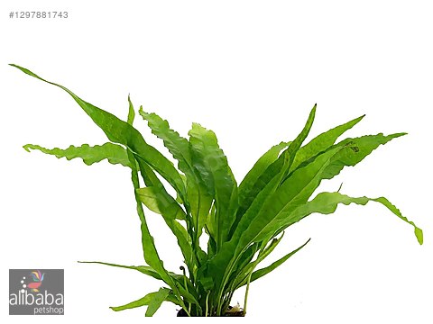 Akvaryum Canlı Bitki - Java fern Microsorum pteropus ALİ BABA AKVARYUM ...