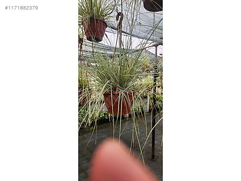 Kareks aslılı saksı sahibinden.comda - 1171882379