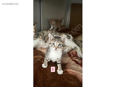 Kedi / Tekir / TATLI YAVRU KEDİLER sahibinden.comda - 1244894725