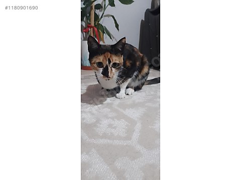 Kedi / Calico / Güzel kızım yuva arıyor sahibinden.comda - 1180901690