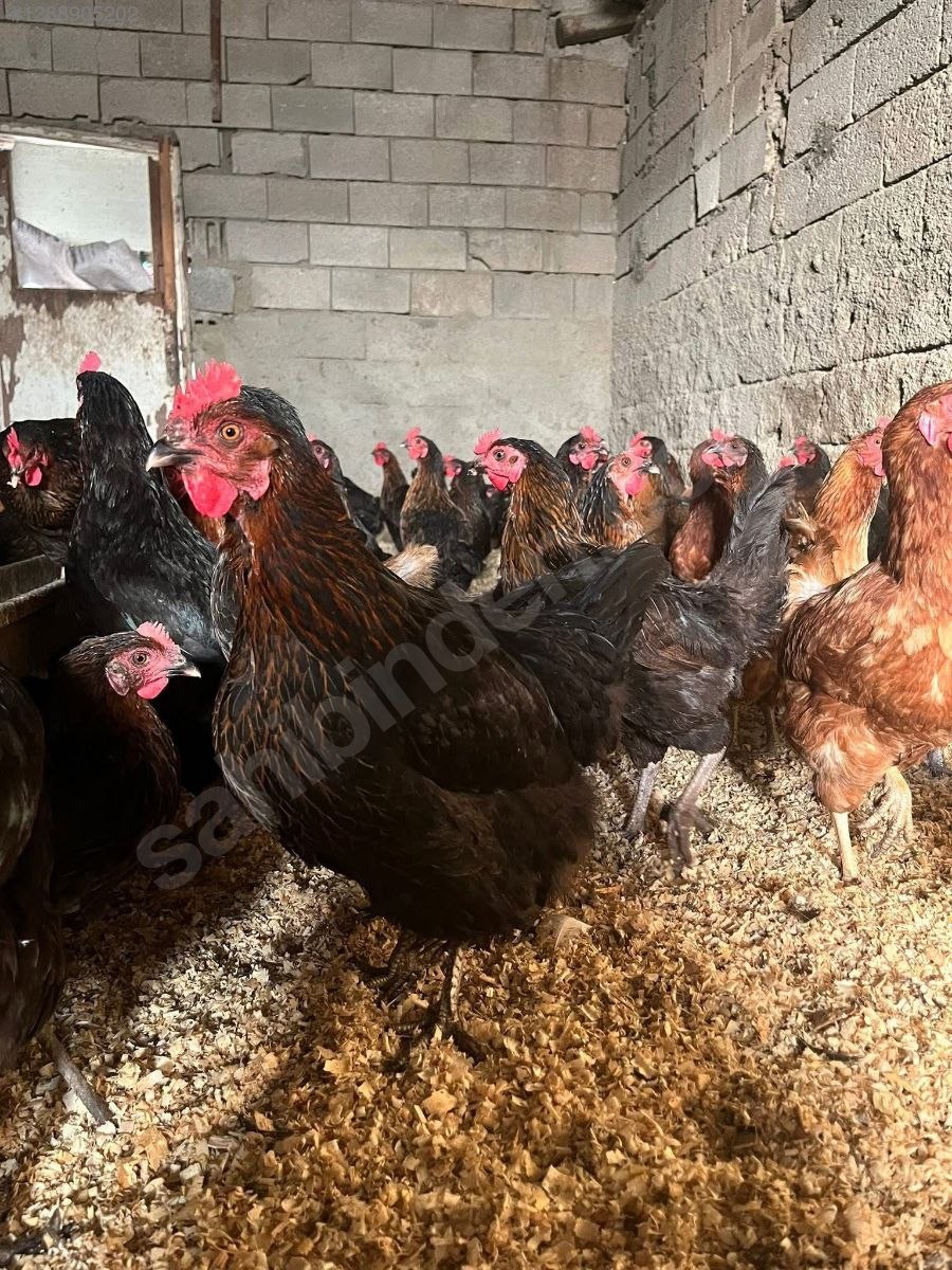 Tavuk / KLAVUZA YAKIN LOHMAN ATAX TİNDET AŞILI TAVUKLAR sahibinden ...