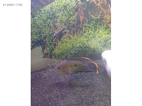 Cichlidler / Green Terror / 1 sağlıklı green teror 10,12 cm KAFA YAPAN ...