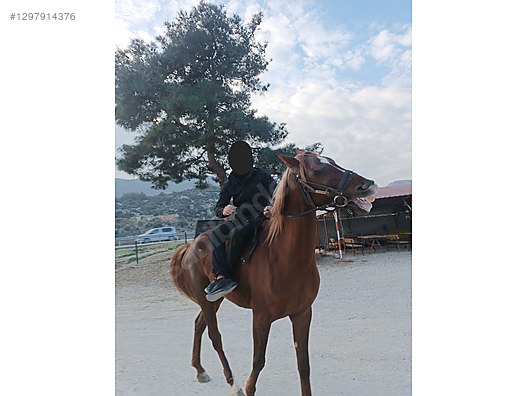 At / ARAP KISRAK Klüp Eğitimli sahibinden.comda - 1297914376
