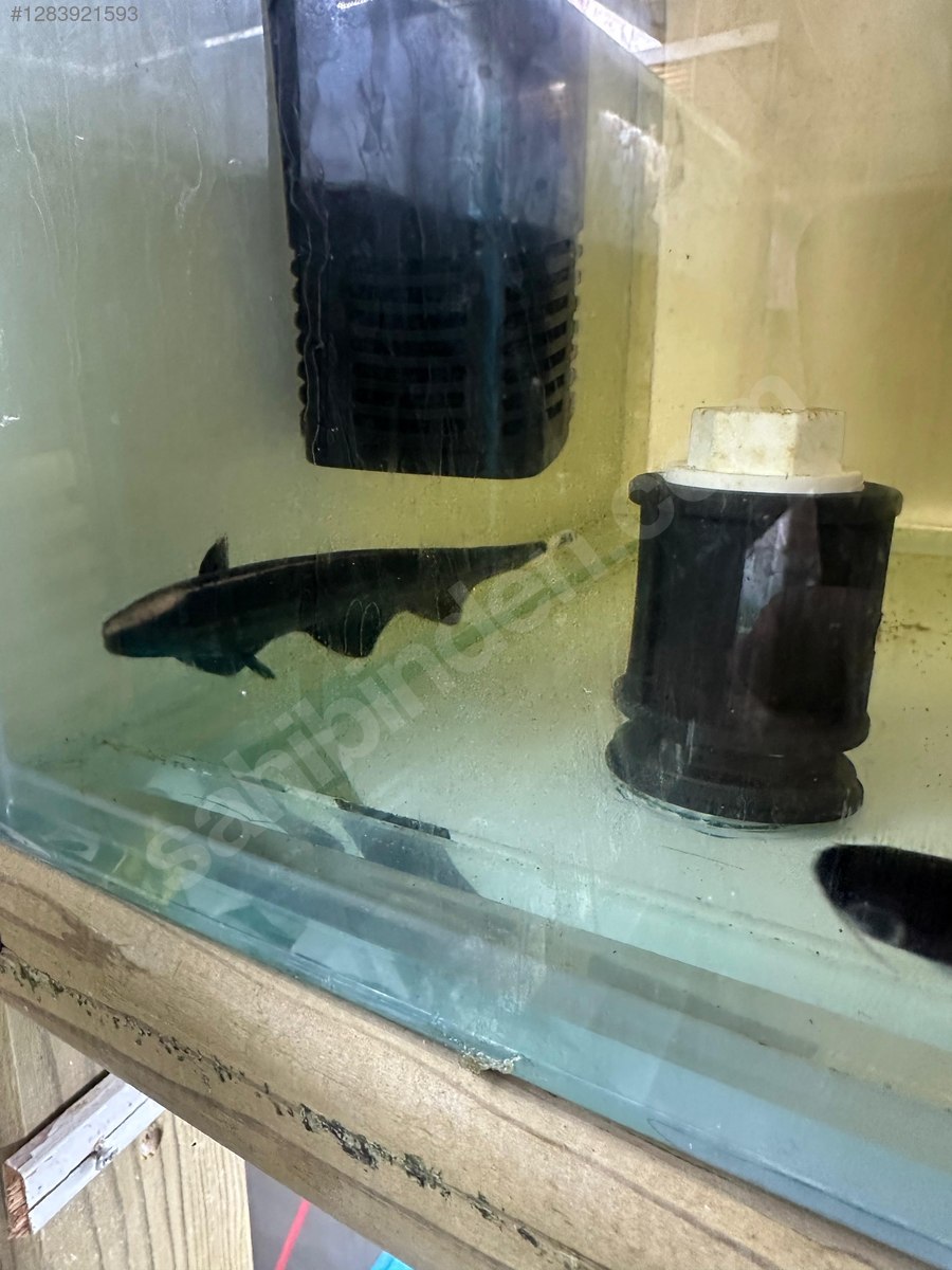 Omurgasızlar / Diğer Omurgasız Canlılar / HAYALET BALIGI sahibinden ...