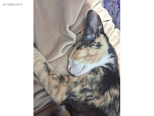 Kedi / Calico / Calico kız yuva arıyor sahibinden.comda - 1169921815