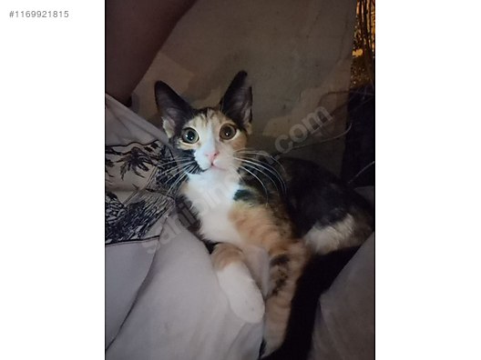 Kedi / Calico / Calico kız yuva arıyor sahibinden.comda - 1169921815