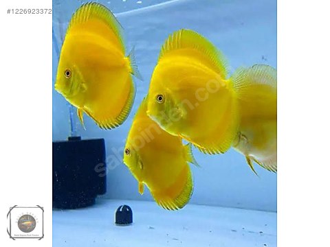 Cichlidler / Discus / YELLOW DİAMOND DİSCUS MALEZYA İTHALATI KAMPANYA 7 ...