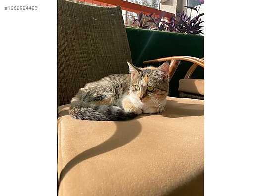 Kedi / Tekir / uysal disi yavrumuzu ucretsiz sahiplendiriyoruz ...