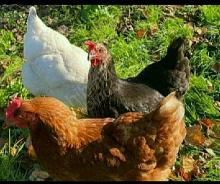 Tavuk / ATAKS TİNTED LOHMAN SANDY SUSEK LİGORİN 10 AYLİK YUMURTADA ...