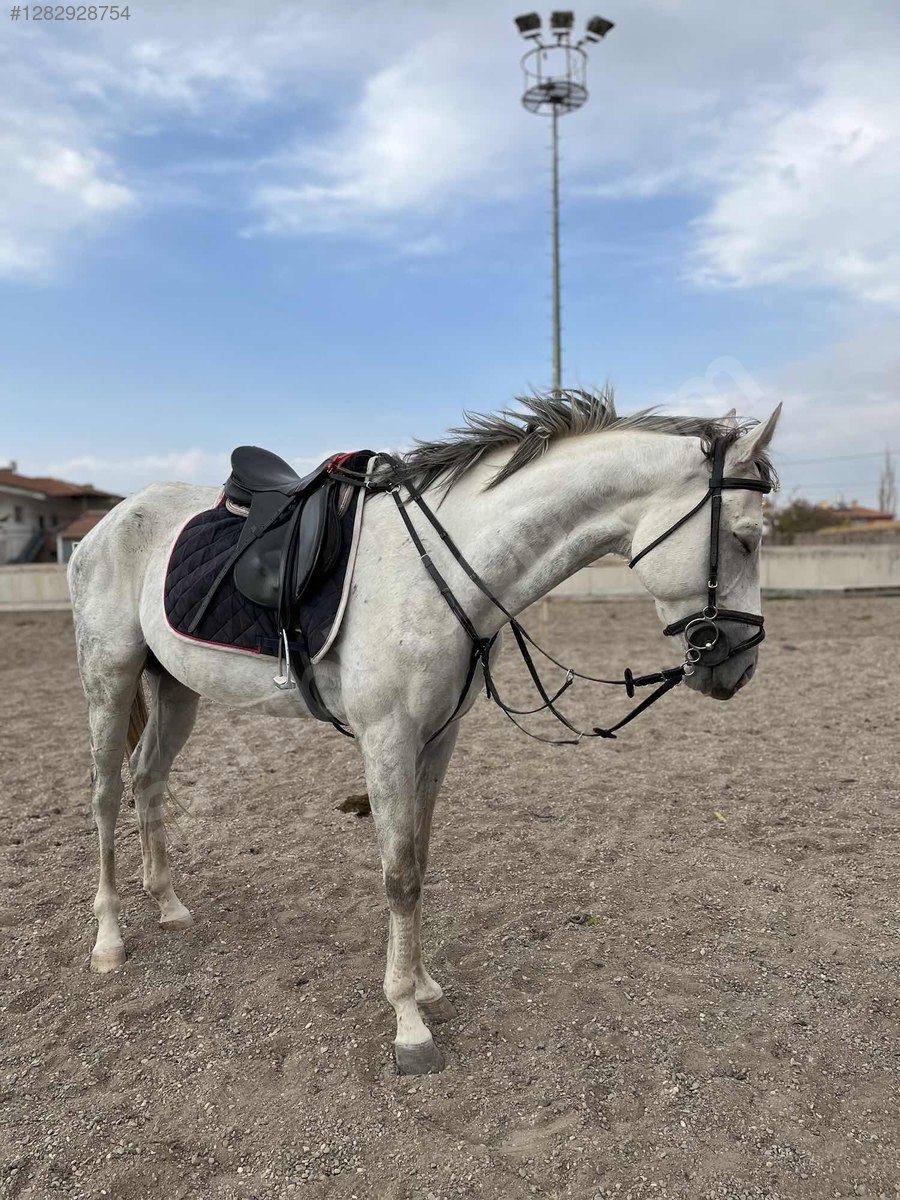 At / Eğitimli Kır Dev İngiliz sahibinden.comda - 1282928754