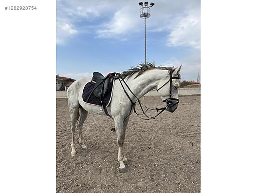 At / Eğitimli Kır Dev İngiliz sahibinden.comda - 1282928754