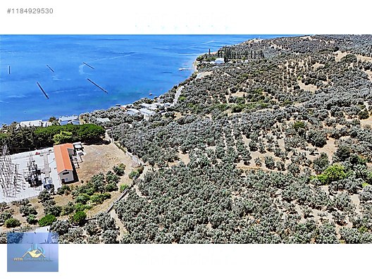 ERDEK NARLI TATİL KÖYÜNDE SATILIK ZEYTİN BAHÇESİ - Satılık Arsa ...