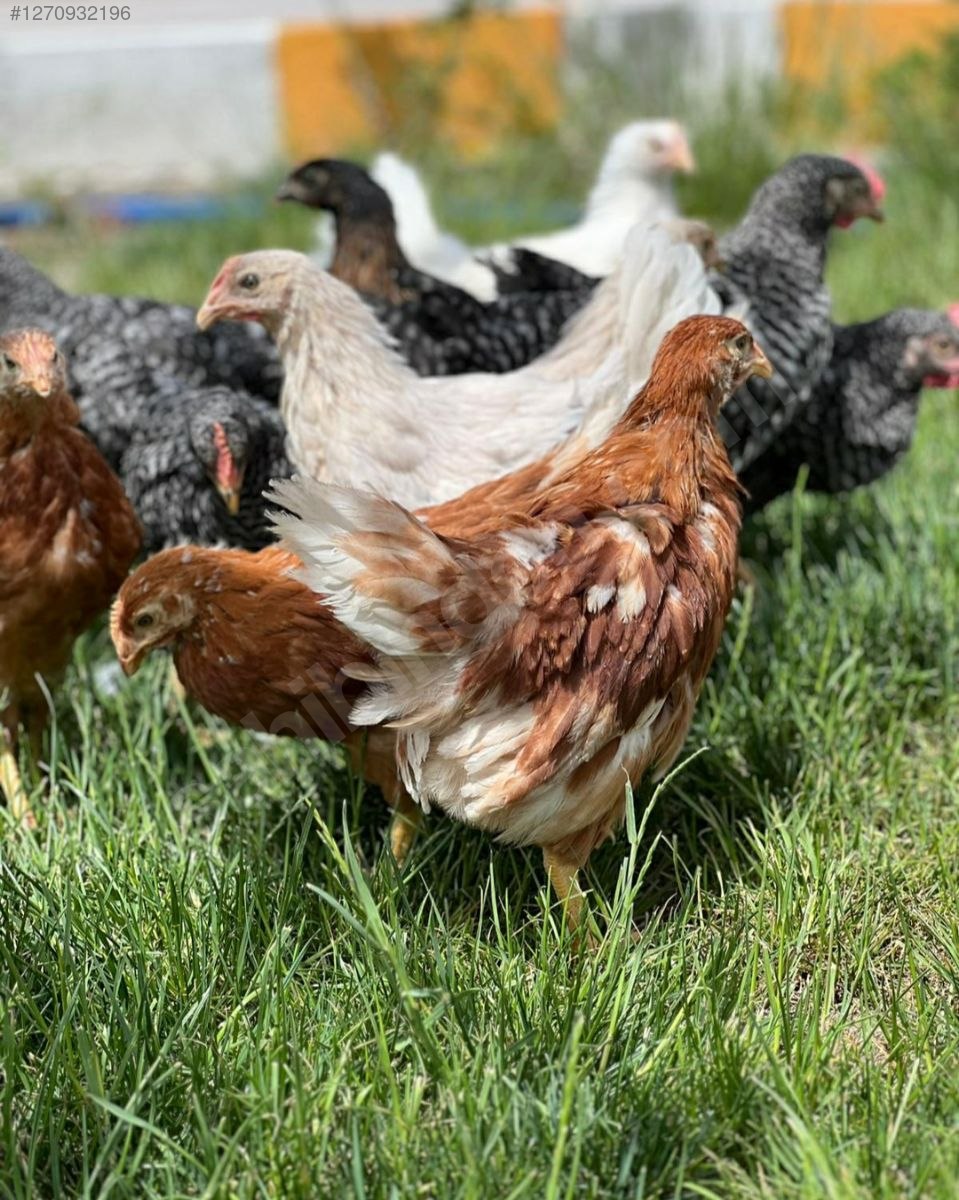 Tavuk / EN AZ ALIM 50 ADET ATAKS SUSEK TİNTED SENDY LOHMAN BRAVON ...