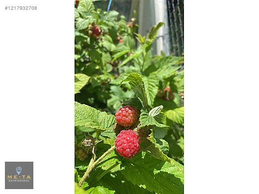 ME-TA GAYRİMENKULDEN BASRI YOLUNA SIFIR TEK TAPU MÜSTAKİL BAHÇE ...