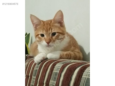 Kedi / Sarman / kedi sahiplendirme sahibinden.comda - 1216934573