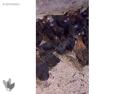 Tavuk / AŞI GARANTİLİ ATAKS LOHMAN BROWN TİNTED CORAL LİGORİN YARKALAR ...