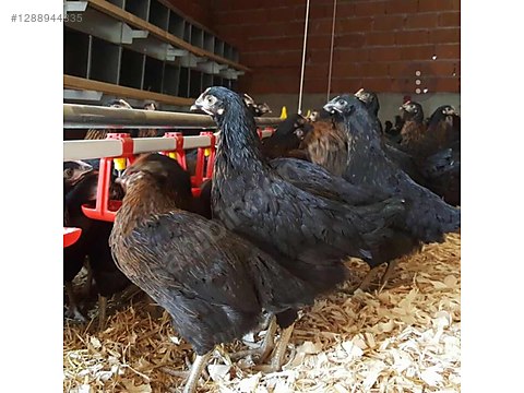 Tavuk / BURSA TAVUK / ATAKS LOHMAN SUSEX TİNDET YARKALARIMIZ SATIŞTA ...