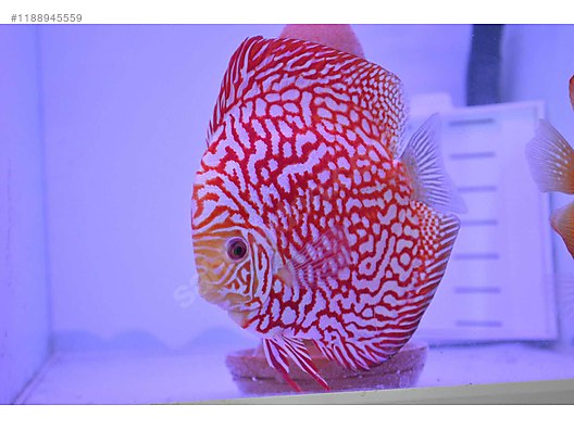 Cichlidler / Discus / DİSCUS İTHAL KALİTEDE RED MELON & PİGEON BLUE ...
