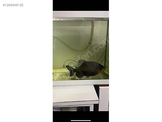 Amerikan Tetraları / Pacus / Dev show boy pacu sahibinden.comda - 1283949135