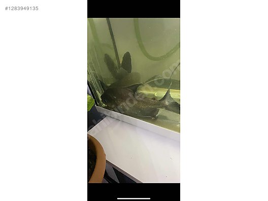 Amerikan Tetraları / Pacus / Dev show boy pacu sahibinden.comda - 1283949135