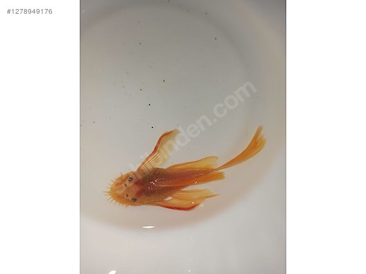 Vatoz & Kedi Balıkları / L144 Longfin / l144 erkek tül kuyruk sahibinden.comda - 1278949176