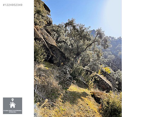 1.129 ZEYTİNLİK KELEPİRCİ BU PARAYA BÖYLE BİR YER İMKANSIZ - Satılık Arsa İlanları sahibinden ...